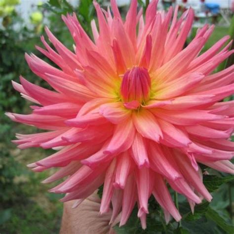 Dahlia Brookside Cheri In The Dahlias Database