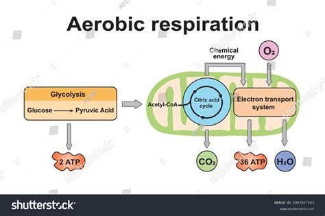 Aerobic Respiration Cellular Respiration Stock