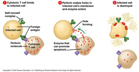 Topic 11 1 Antibody Production And Vaccination Amazing World Of Science With Mr Green