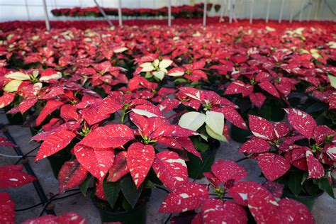 Poinsettias Bring Color To The Holiday Season