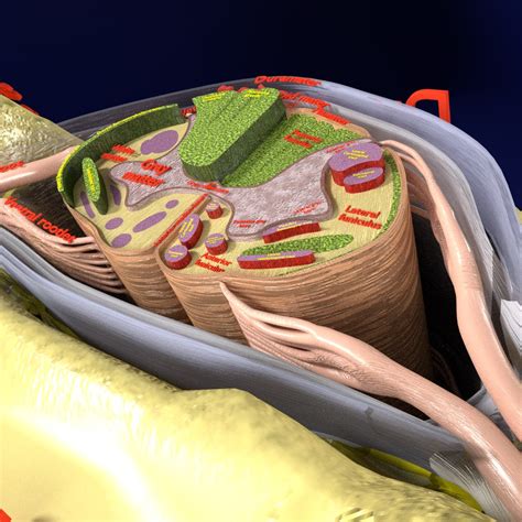 Spinal Tracts Cord Vertebrae Labelled 3d Model Superhive Formerly Blender Market