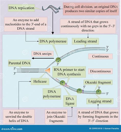 DNA Replication Takes Place Through Unwinding Of The Double Helix Of DNA Stock Illustration
