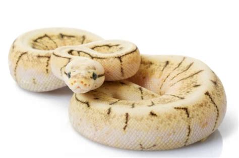 Ball Royal Python Glossy Poster Picture Photo Banner Africa Constrictor