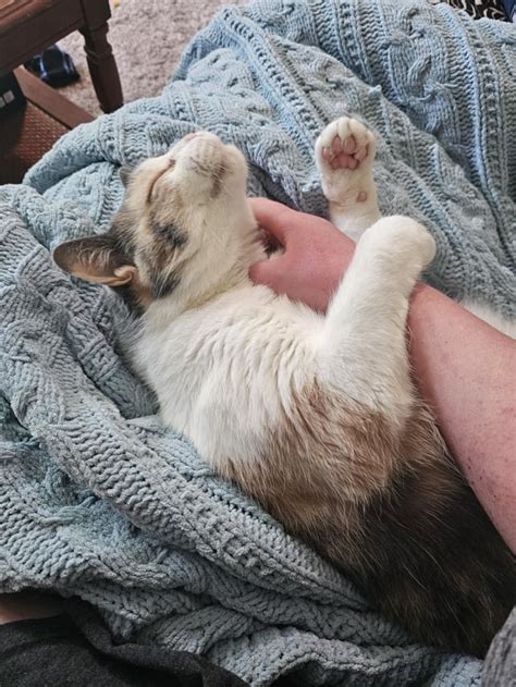 Simone Update She Knows Shes Home And Loved R Calicokittys