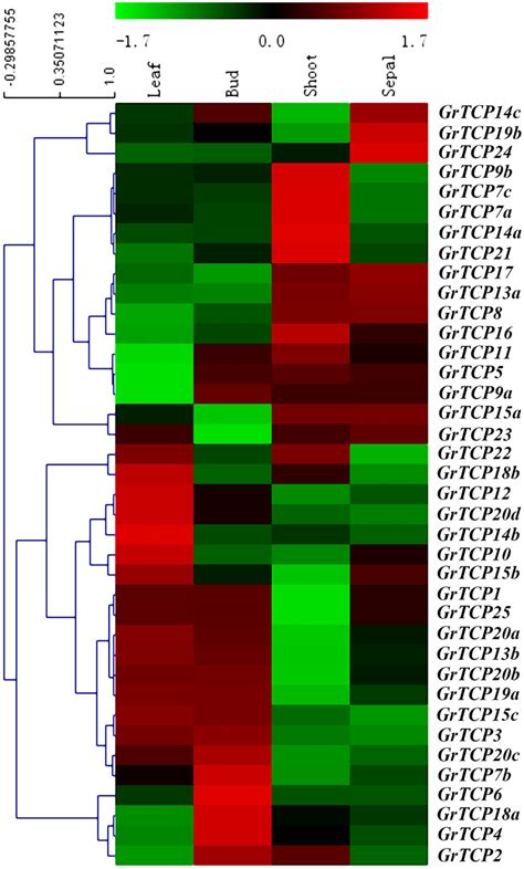 Heatmap Representation For Expression Patterns Of G Raimondii Tcp