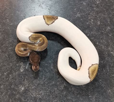 Mojave Pied Pos Het Hypo Ball Python By Boss Royals Darren Stares Morphmarket
