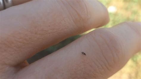 Theyre Called Minute Pirate Bugsminute Because Theyre Small And
