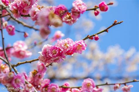 100 عکس باکیفیت شکوفه آلوچه با حال و هوای بهاری