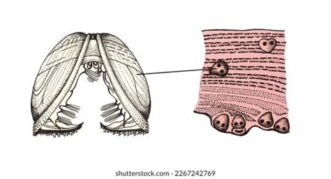 Realistic Color Scientific Illustration Larvae Freshwater Stock