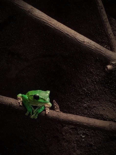500000 Con Ếch And ảnh Thiên Nhiên Miễn Phí Pixabay