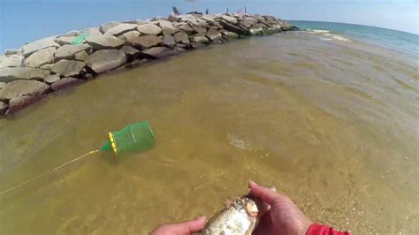 청정동해바다 거진항에서 투망질을 하다 폐그물에 걸려 죽어가는 불쌍한 황어를 구해줬습니다 Cast A Net 20190901 Youtube