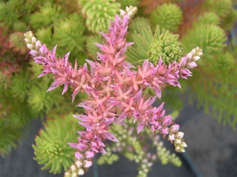 Sedum Pulchellum Widows Cross World Of Succulents