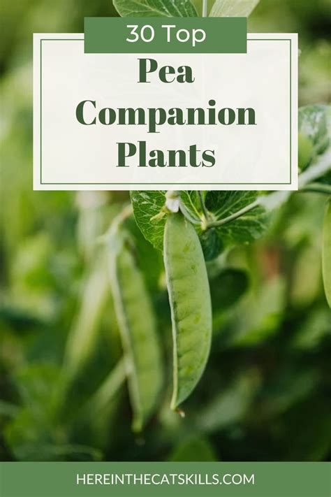 Best 13 30 Pea Companion Plants What To Grow With Peas Artofit