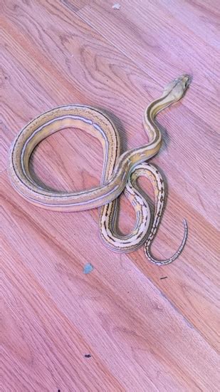 Super Tiger Platinum Nerd Line Reticulated Python By Sarahs Nature Nest