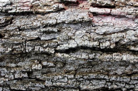 Imagem Gratuita Casca De árvore Textura