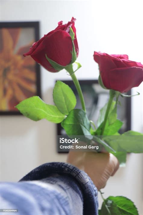 초점 거리 주변에 아름 다운 빨간 꽃 빨간 장미를 부드러운 손에 지 고 줄기에 두 개의 빨간 장미 0명에 대한 스톡 사진 및 기타 이미지 Istock