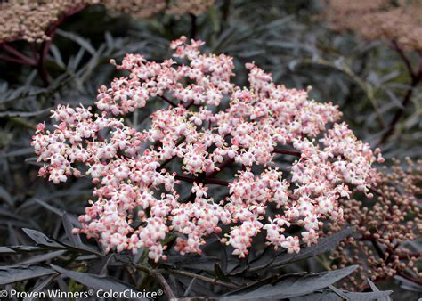 Black Lace® Elderberry Plant Addicts