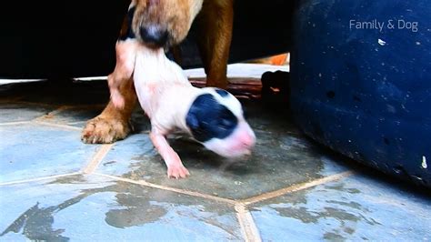 MOM MONA Is Taking Care Of Her Beloved Baby By Bringing The Baby Closer To His Baby YouTube