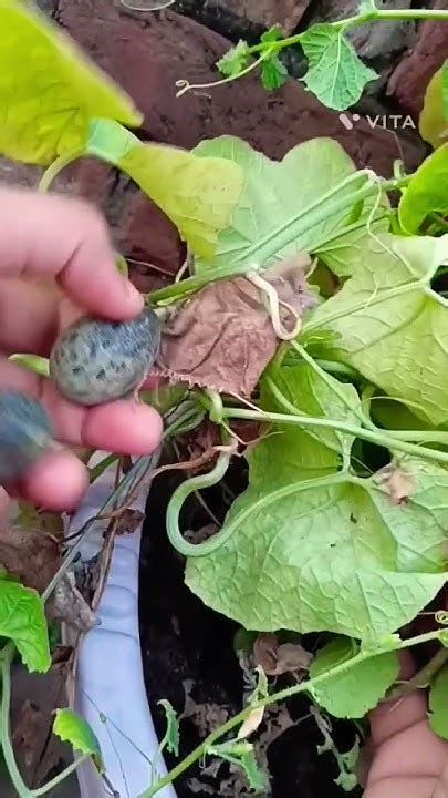Cucamelon Harvesting Nature Shorts Video Harvesting Youtube