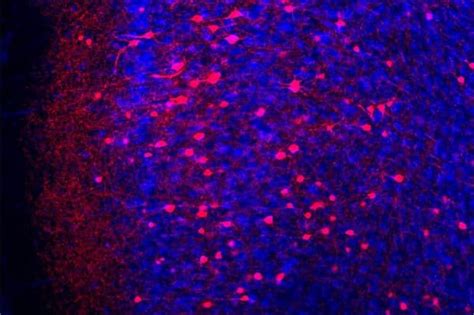How The Brain Stores Remote Fear Memory Neuroscience News