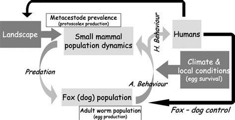 Life Cycle Of Echinoccocus Multilocularis And Ecological Factors Download Scientific Diagram