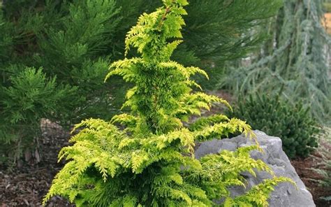 Cypress Shrubs