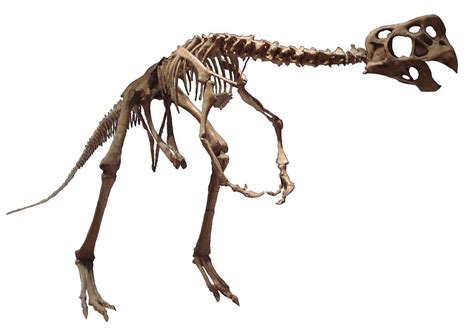 Cretaceous Period Dinosaurs List Of Dinosaurs Of The Cretaceous Period
