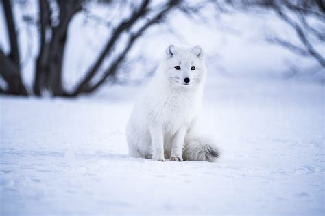Field Facts 5 Ways Animals Survive Winter