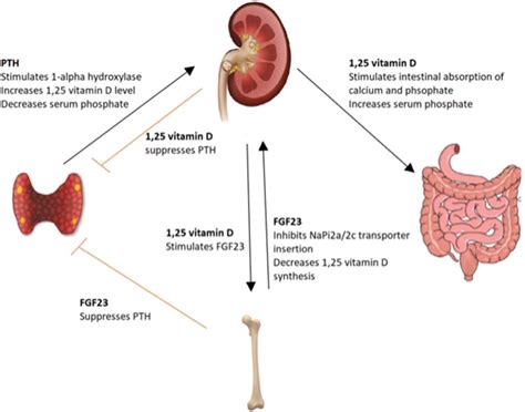 Disorders Of Phosphate Metabolism Journal Of Clinical Pathology
