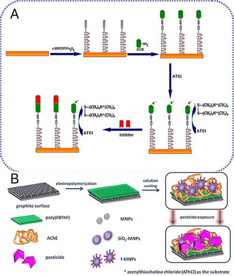 Schematic Illustration Of The Stepwise Amperometric Biosensor Download Scientific Diagram