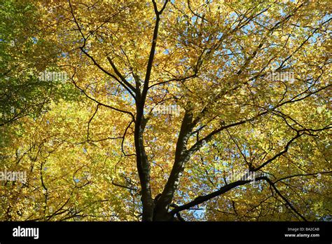 Tree Canopy Hi Res Stock Photography And Images Alamy