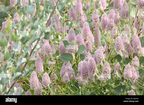 Feathery Upright Flowers And Leaves Of The Australian Plant Ptilotus