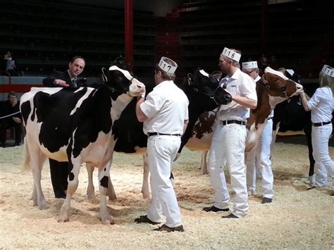 Holstein Cow From Cochrane Farm Wins Big At Stampede Discoverairdrie