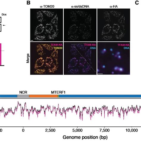 Fig S3 Comparison Of Atac See Conditions And Image Analysis Pipeline