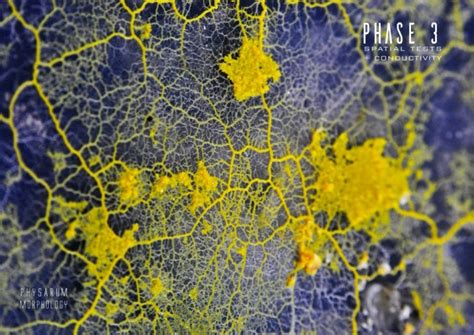 Physarum Polycephalum Under Microscope