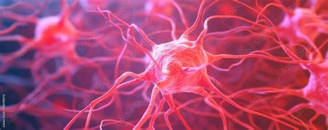 Cell Membrane Potential Action Potential Propagation In Muscle Fibers