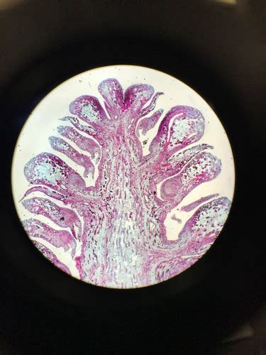 Bio 152 Lab 2nd Lab Practical Flashcards Quizlet