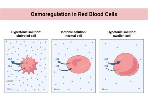 Plasmolysis Types Forms Examples Significance