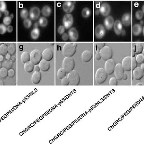A Map Of Plasmid Pcep4ntsp53 Episomal Plasmid Showing Sv 40 Dna
