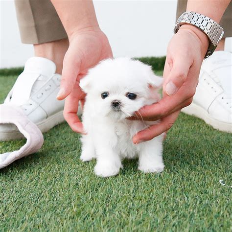 Teacup Puppies For Sale In Trinidad At Sandra Madrigal Blog