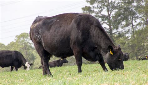 Searchhoards Dairyman Search Corn Beef Or Corned Beefhoards