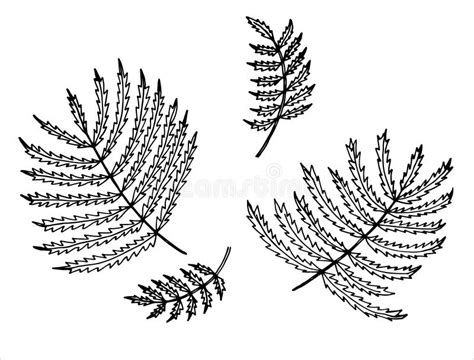 Simple Grass Leaves In The Doodle Style Contours Of Needle Shaped