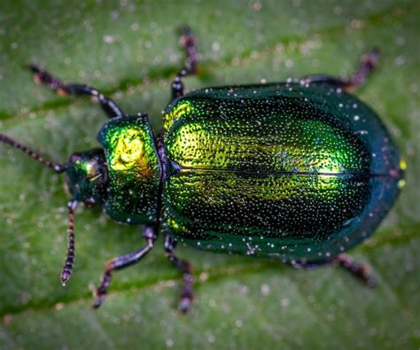 Premium Photo Beetle Armor How Their Shells Keep Them Safe