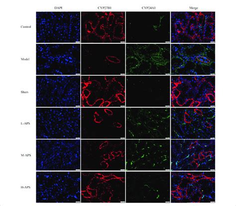 Immunofluorescence Double Staining Detection Of The Protein Expression