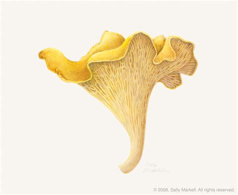 Markell Sally Catalogue Of The International Exhibition Of Botanical Art And Illustration