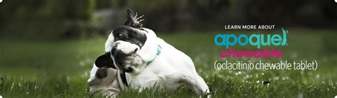 Apoquel Chewable Banner Webp