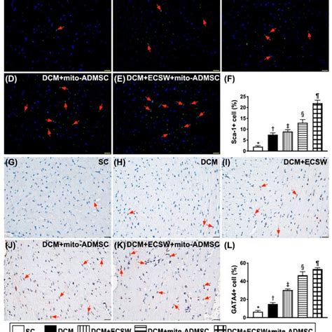 Cardiac Stem Cells And Cardiac Marker Were Upregulated By Combined