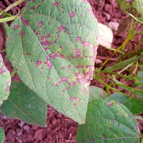 Brendencplantdiseasedetector At Main