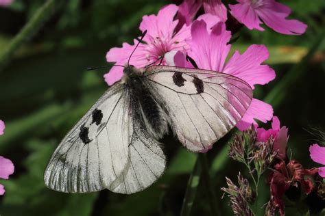 Parnassius Mnemosyne