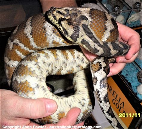 Papuan Carpet Python Morelia Spilota Variegata Harrisoni
